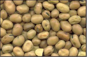 Faba Beans – NSM